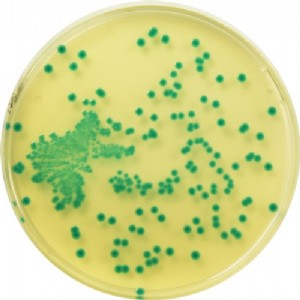 Kemiteks Kimyevi Maddeler Tic. ve Ltd. Şti. | Chromogenic Hazir Kültür ...