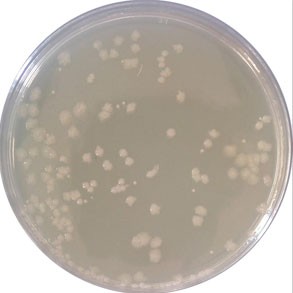 Kemiteks Kimyevi Maddeler Tic. ve Ltd. Şti. | Dehidre Kültür ...